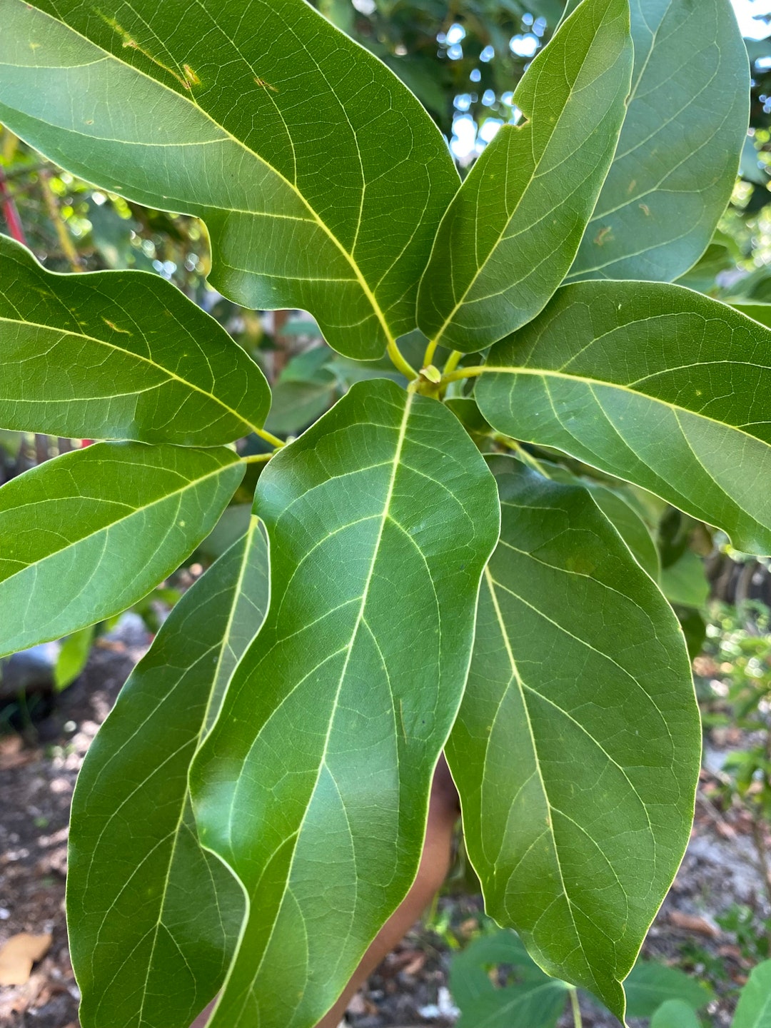 Fresh Avocado Leaves Naturally Grown 30-40 - Etsy