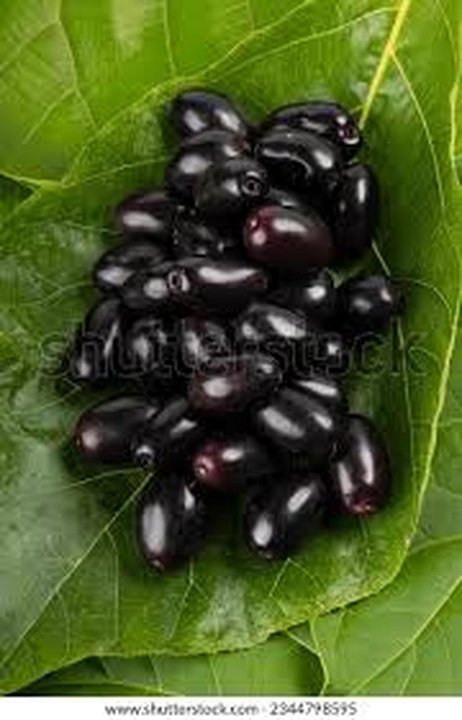 Black Java Plum | Jamun Plant – Live Fruit Tree in Half Gallon - Etsy