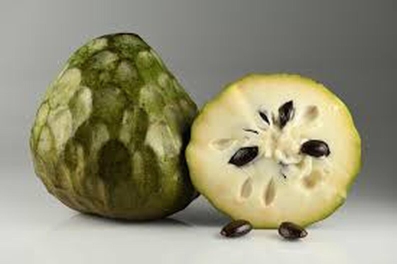 Cherimoya Plant Live (1 Gallon, 16–22 Inches) | Tropical Fruit Tree ...