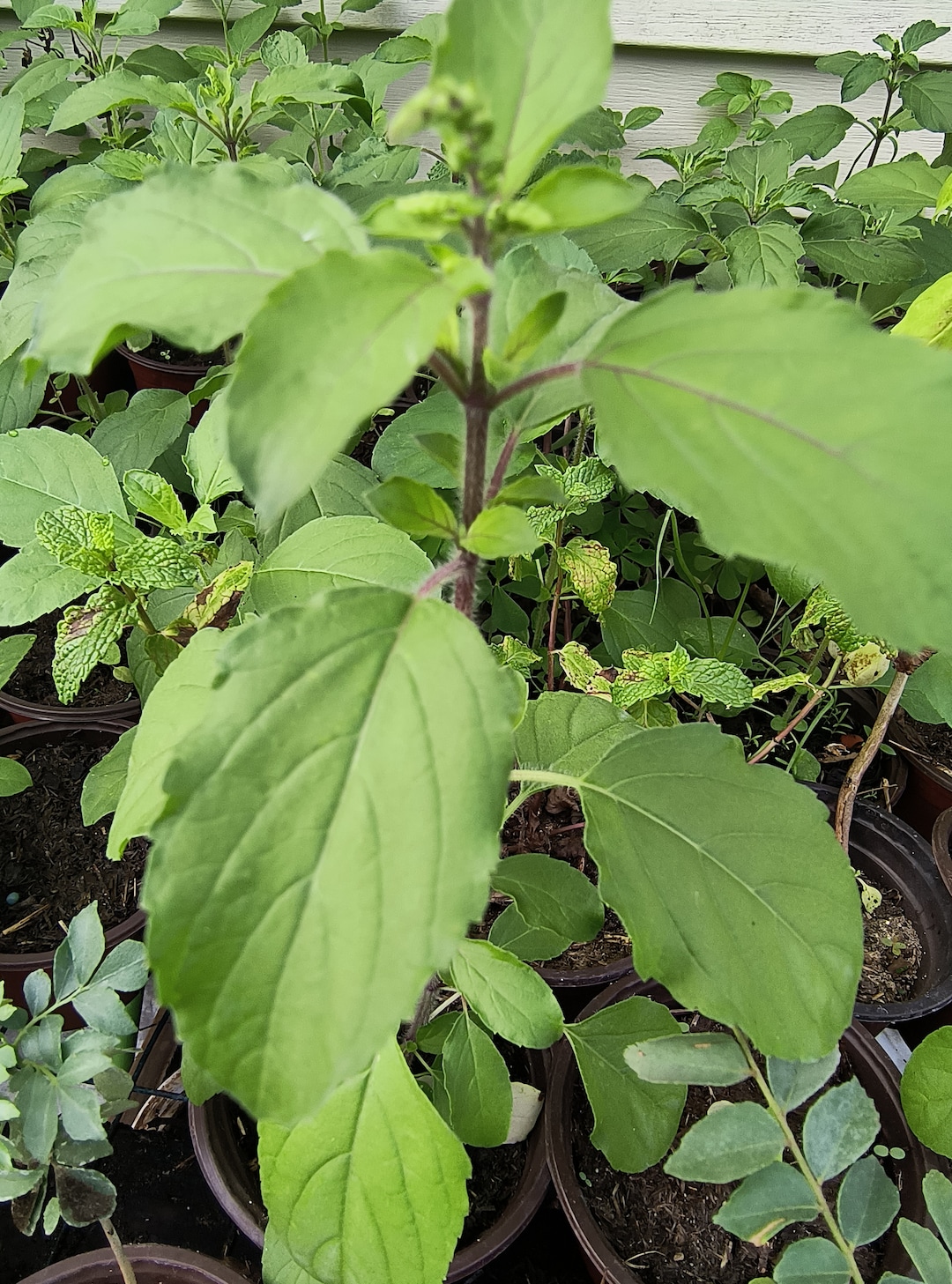 Purple Stem Krishna Tulsi Holy Basil Live Plant (1ft) in Half Gal Pot ...