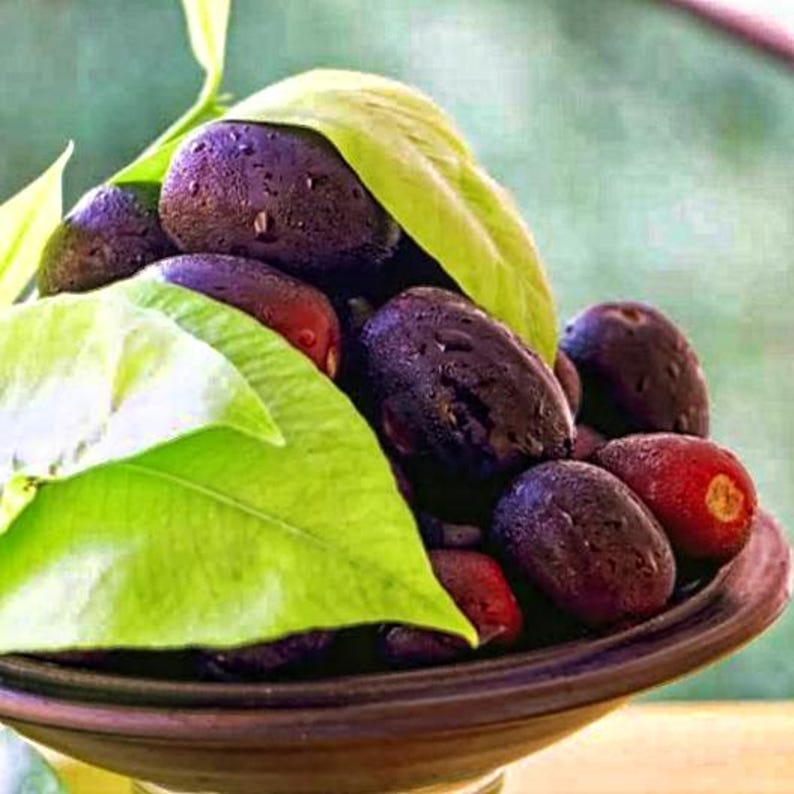 Java Plum (jambolan) | Healthy, Fast-growing Fruit Tree for Your Garden ...