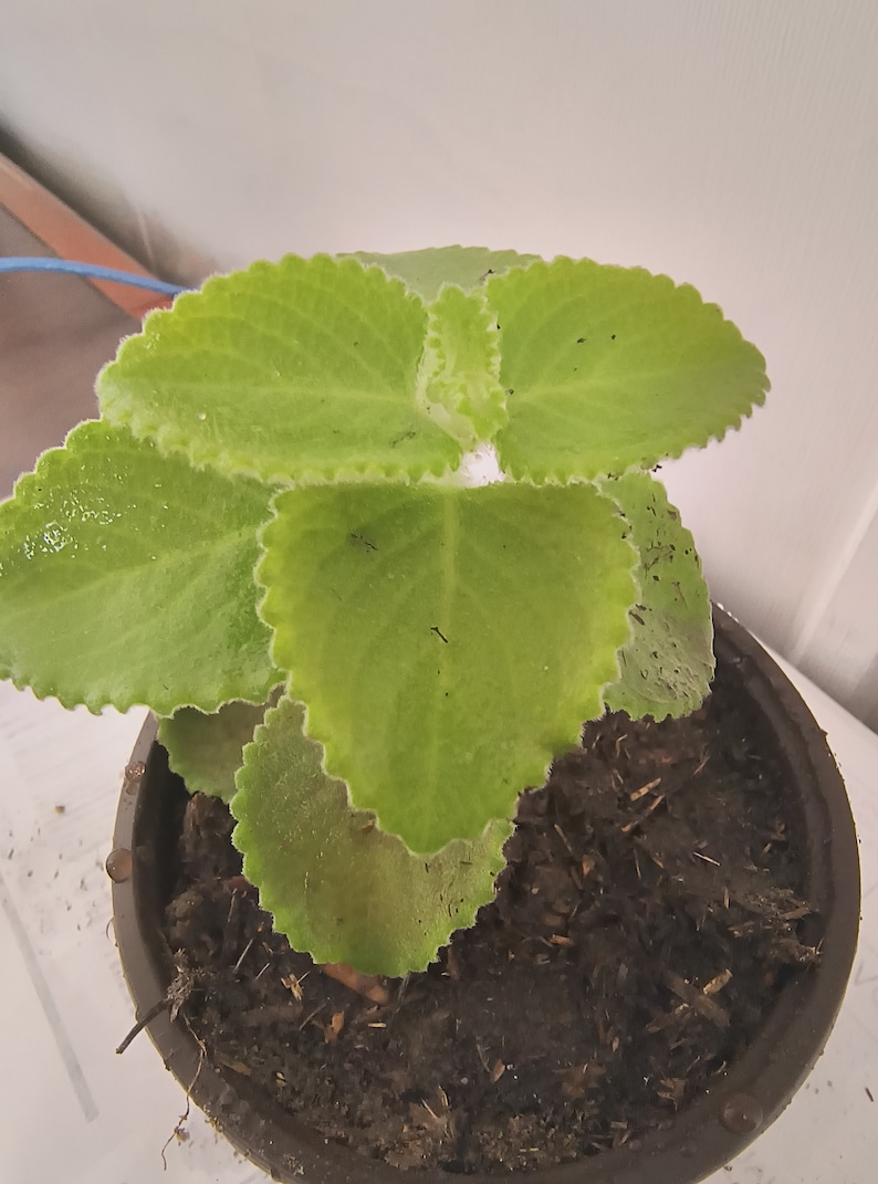 Organic Ajwain, Oregano, Ajowan, or Trachyspermum Ammi Live Plant Broad ...