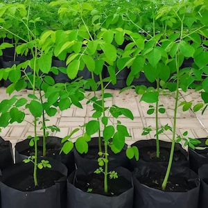 Dwarf Moringa, Organic 8-14 Inch Plant in Half Gal Pot - Etsy