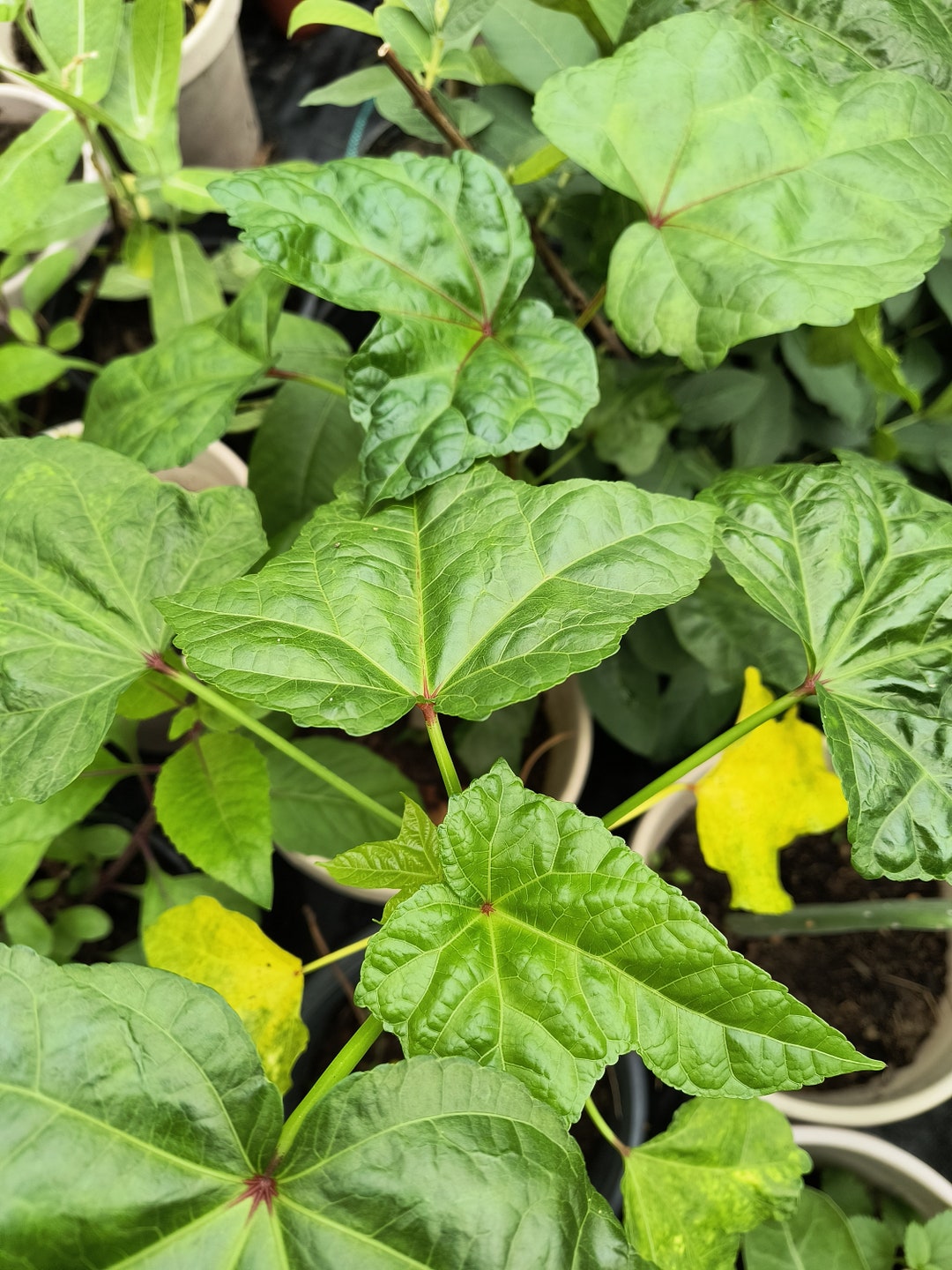 Auntie Lilli's South Sea Salad Tree 8 -14 Inch in Half Gal Pot - Etsy