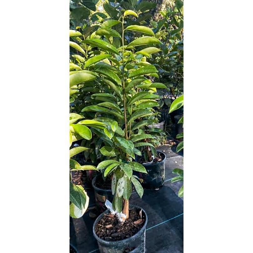 Live Soursop Plant: Tropical Graviola Fruit Tree - 1 Gallon Pot " No ...