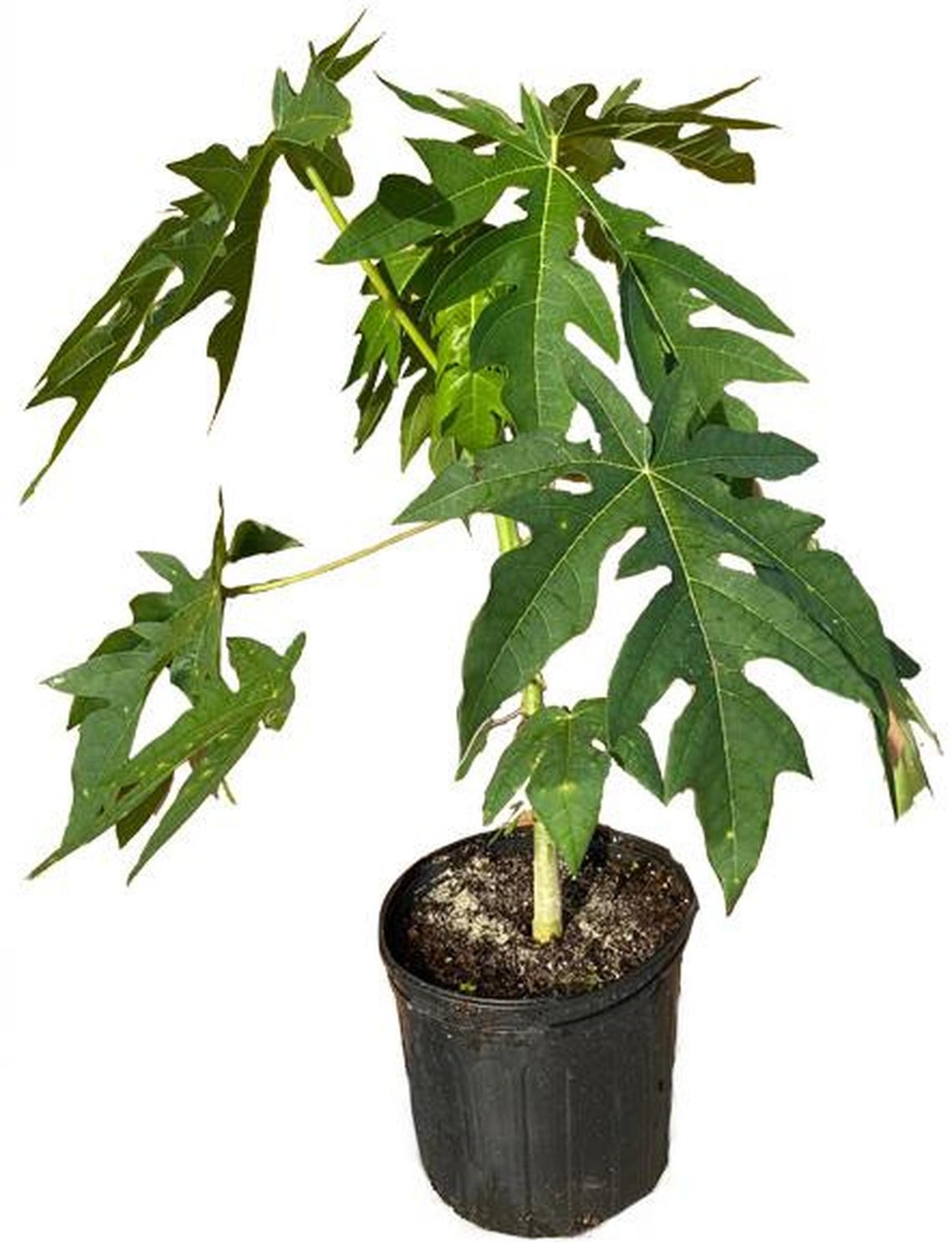 Organic Dwarf Papaya Red Lady – Live Plant 12–18 Inch in One Gallon Pot ...