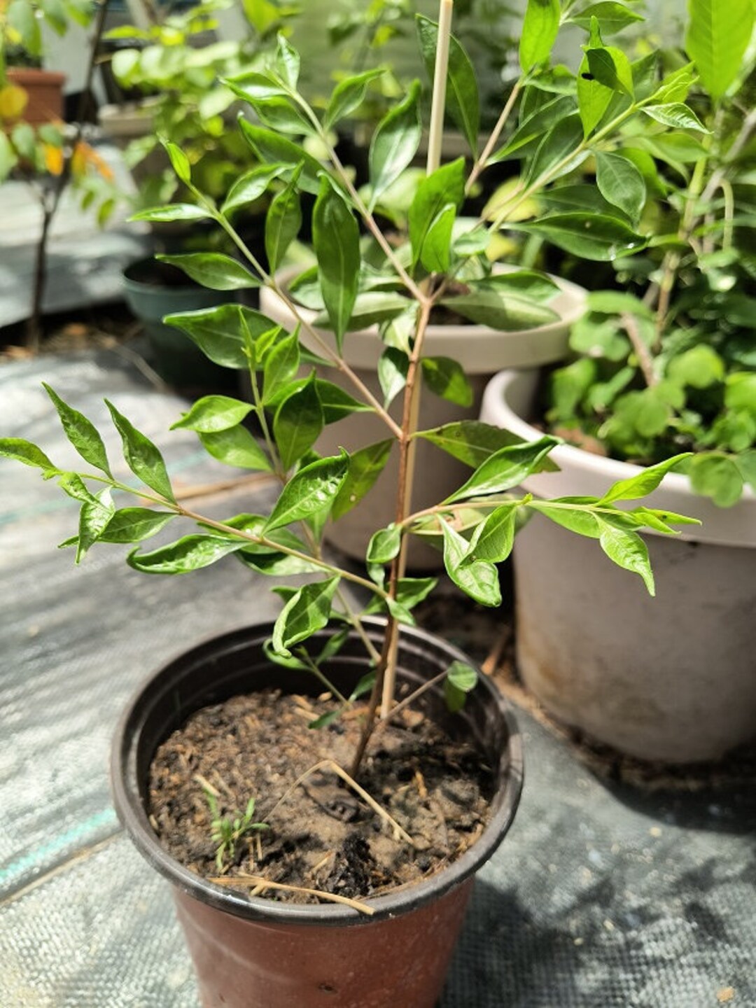 Organic Large Henna /mehndi Bush Live Plant in Half Gal Pot No Shipping ...