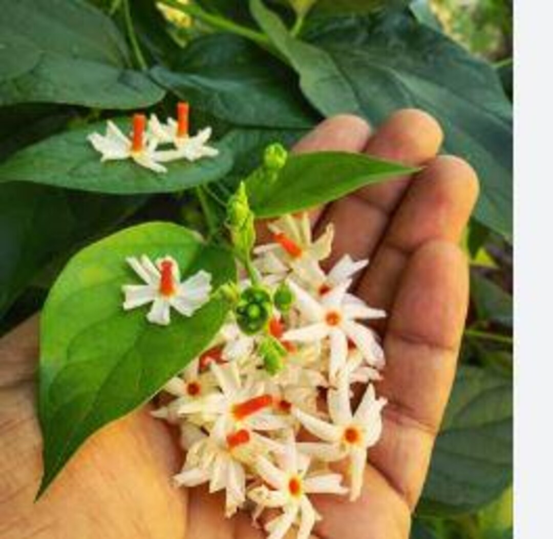 Parijatha Plant Coral Jasmine | Harshringar | Night Jasmine | Shewali ...