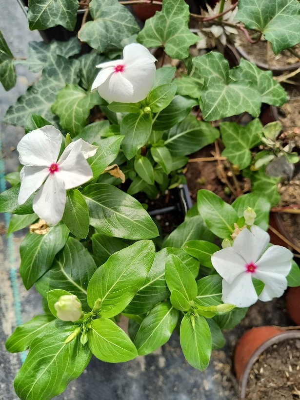 Madagascar Periwinkle | Catharanthus Roseus | Nitya Puspa Live Plant in ...