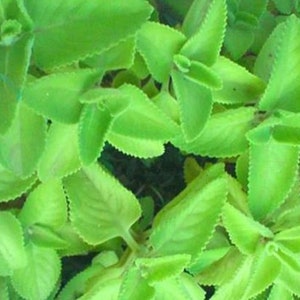 Organic Ajwain, Oregano, Ajowan, or Trachyspermum Ammi Live Plant Broad ...