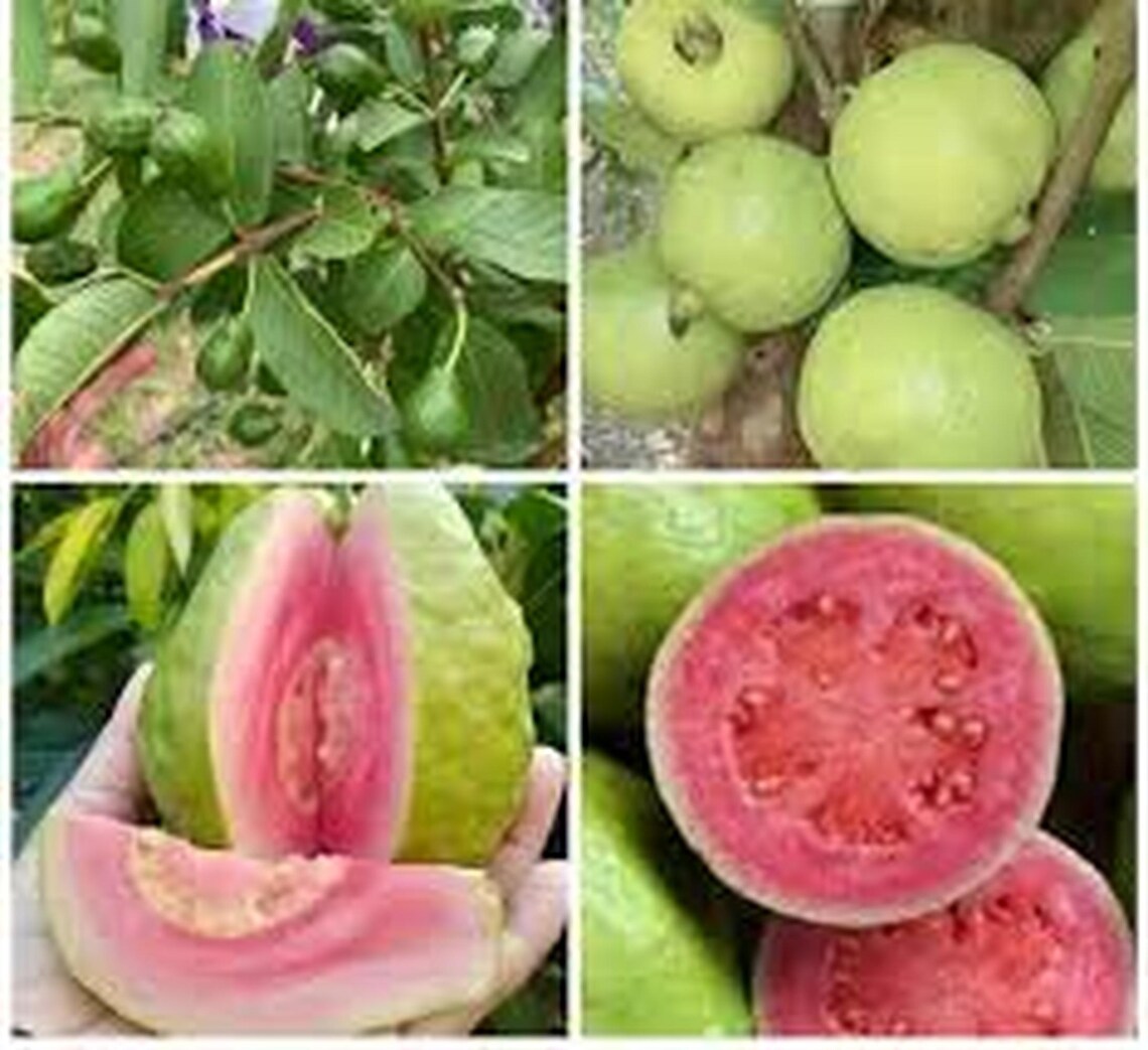Organic Large Pink Guava Tree – Live Fruit Plant in Half Gallon Pot ...