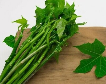 CHAYA Mayan Miracle Mexican Tree Spinach Organic Deeply Lobed Leaf ...