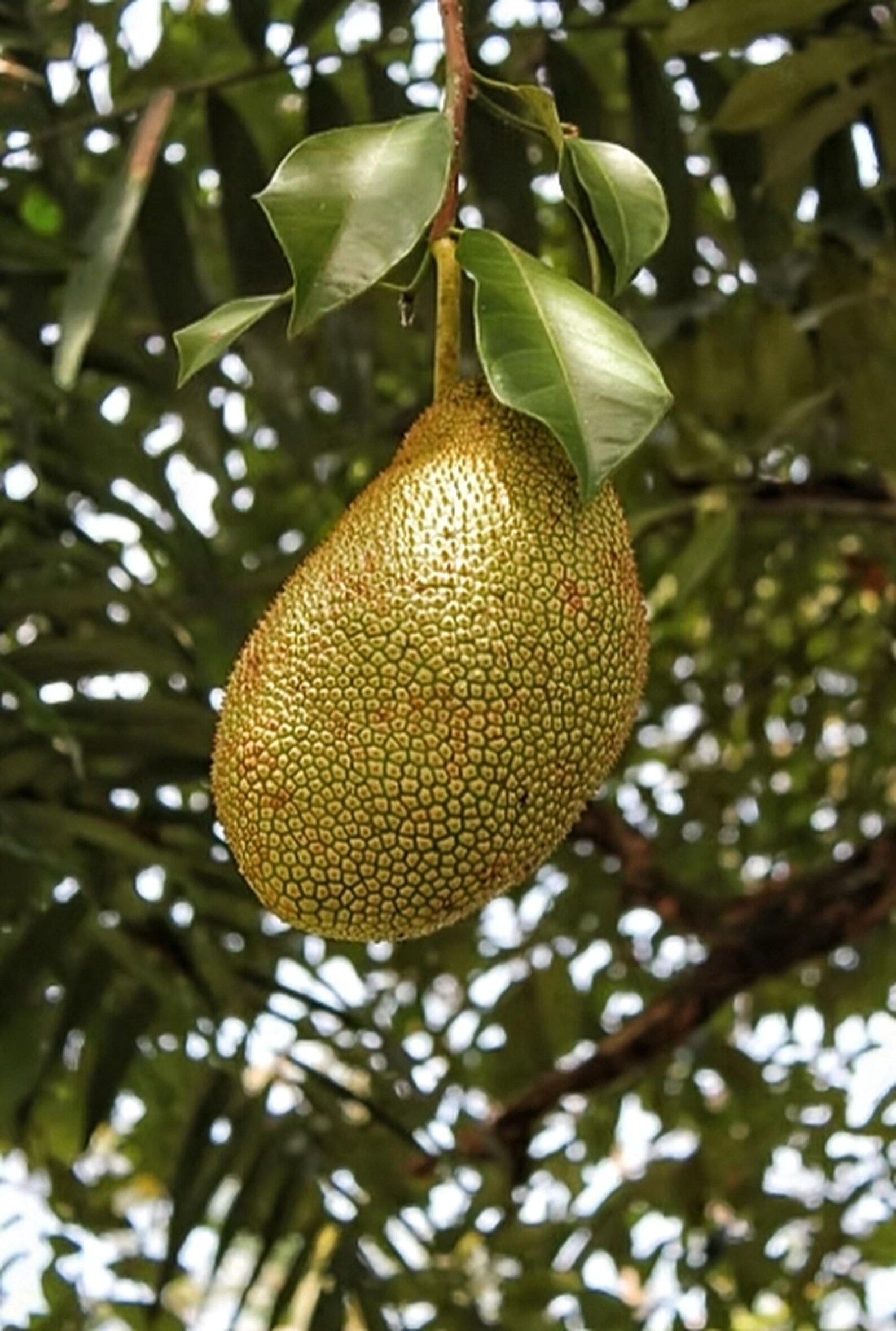 Golden Nugget Jackfruit Tree Year Old Live Plant in Half Gallon Pot ...
