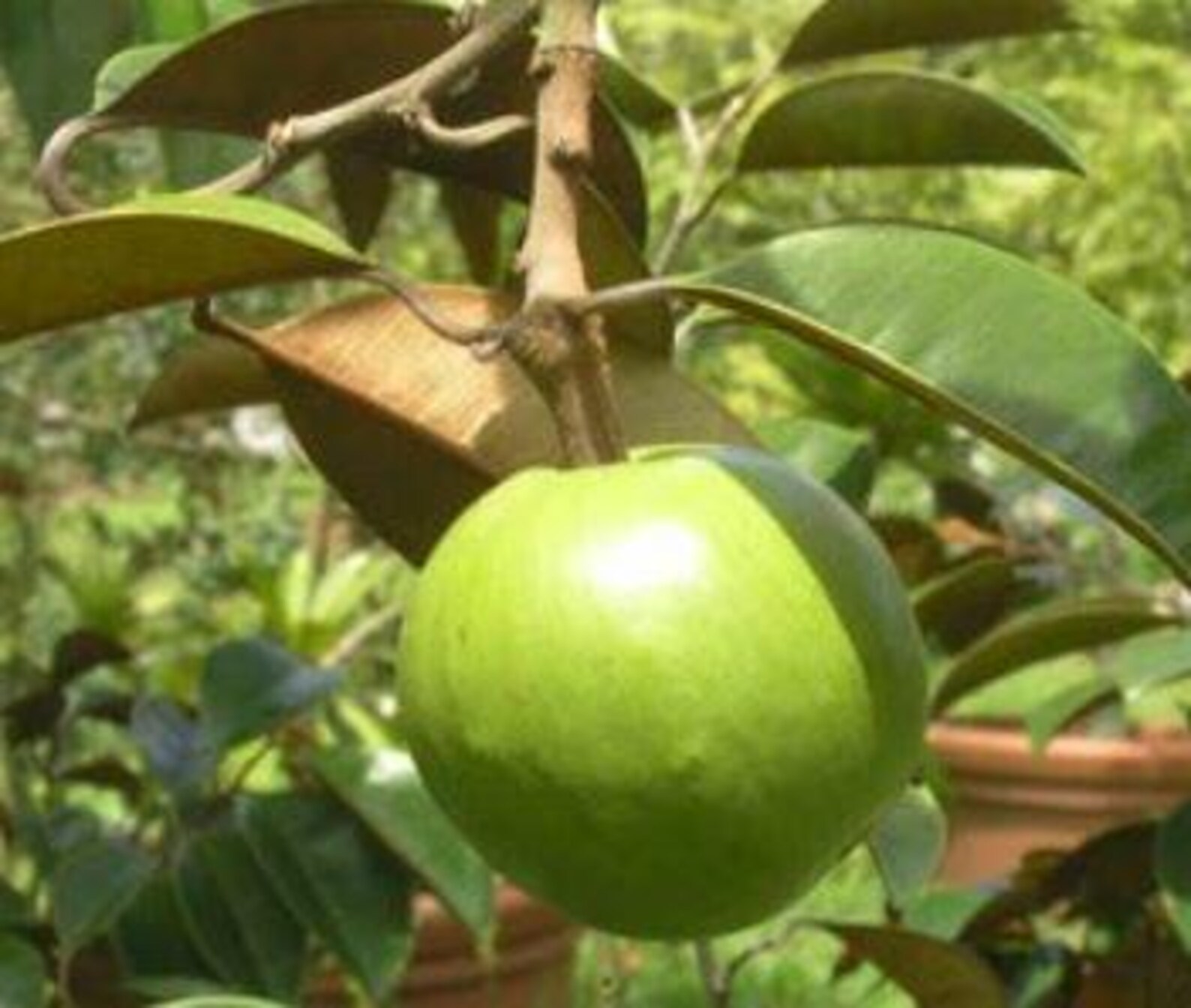 Large Star Apple Tree in One Gal Pot - No Shipping to CA AZ TX - Etsy