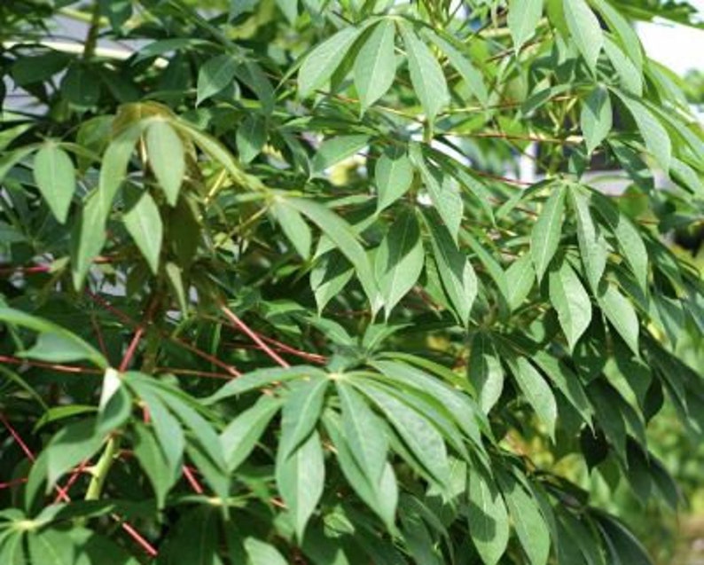 Organic Cassava Yuca Live Plant in Pot or Five Cuttings - No Shipping ...