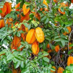 Organic Sweet Star Fruit 'carambola' Tree in Half Gal Pot Plat Size 10 ...