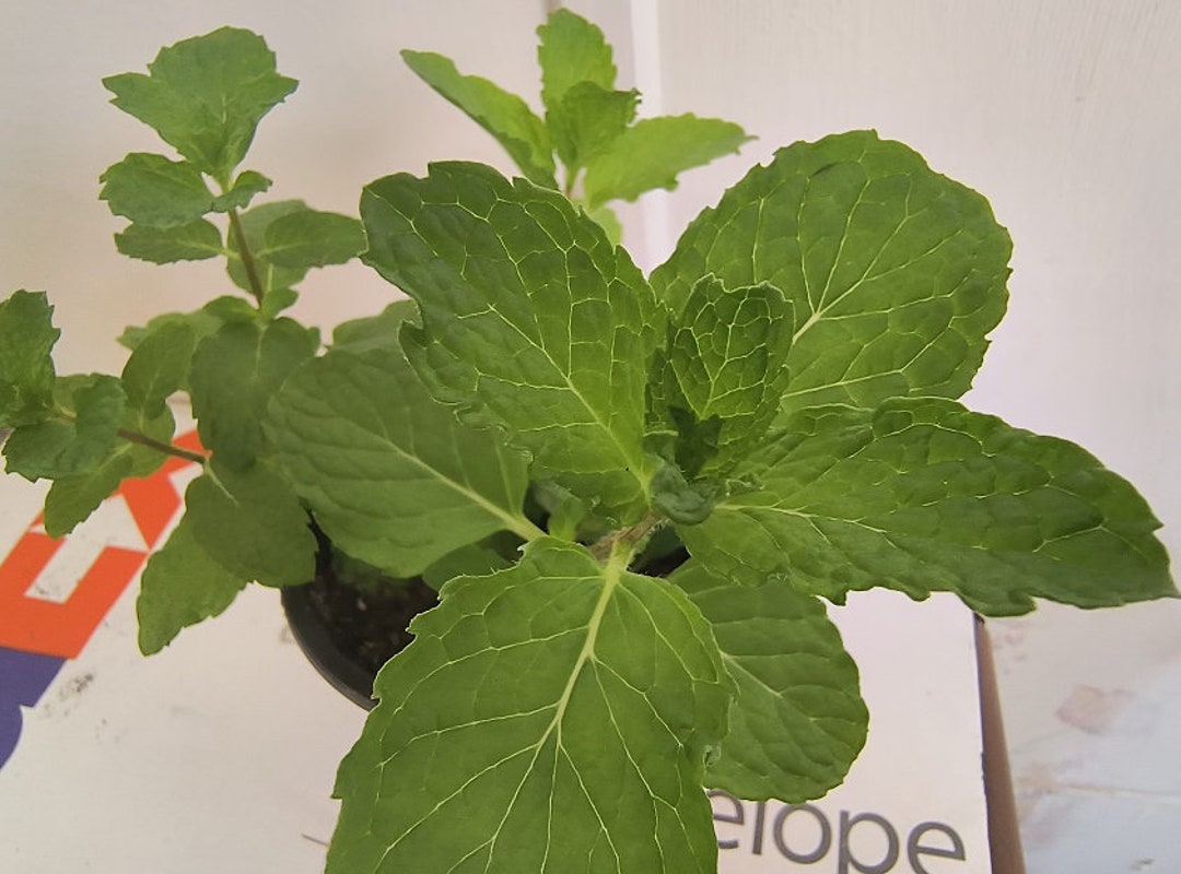 Organic Live Mint in Pot Cold Hardy " No Shipping to CA " - Etsy