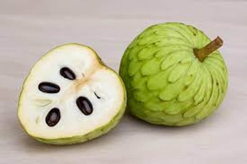 Cherimoya Plant Live (1 Gallon, 16–22 Inches) | Tropical Fruit Tree ...