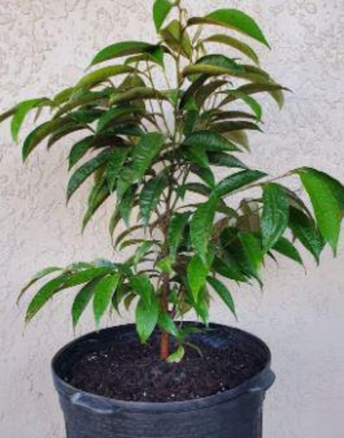 Large Star Apple Tree in One Gal Pot - No Shipping to CA AZ TX - Etsy