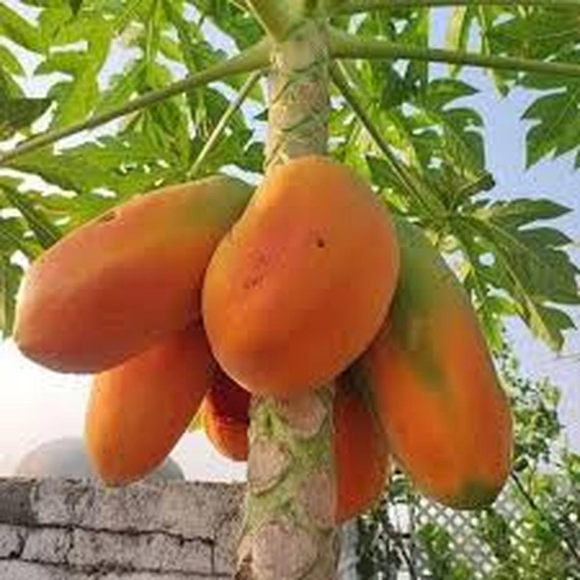 Organic Dwarf Papaya Red Lady – Live Plant 12–18 Inch in One Gallon Pot ...