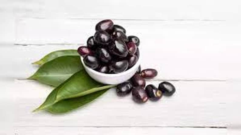 Black Java Plum | Jamun Plant – Live Fruit Tree in Half Gallon - Etsy