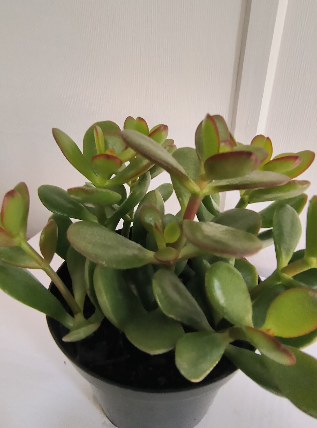 Lucky Dwarf Jade Plant: Hummels Sunset Succulent in 4-inch Pot - Etsy