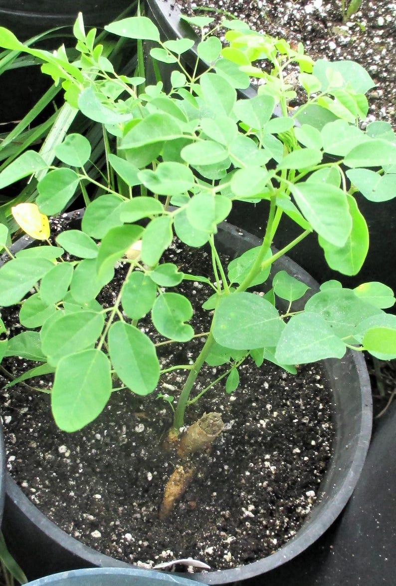 Organic Dwarf Moringa Plant: Live Superfood Tree in One Gallon Pot - Etsy