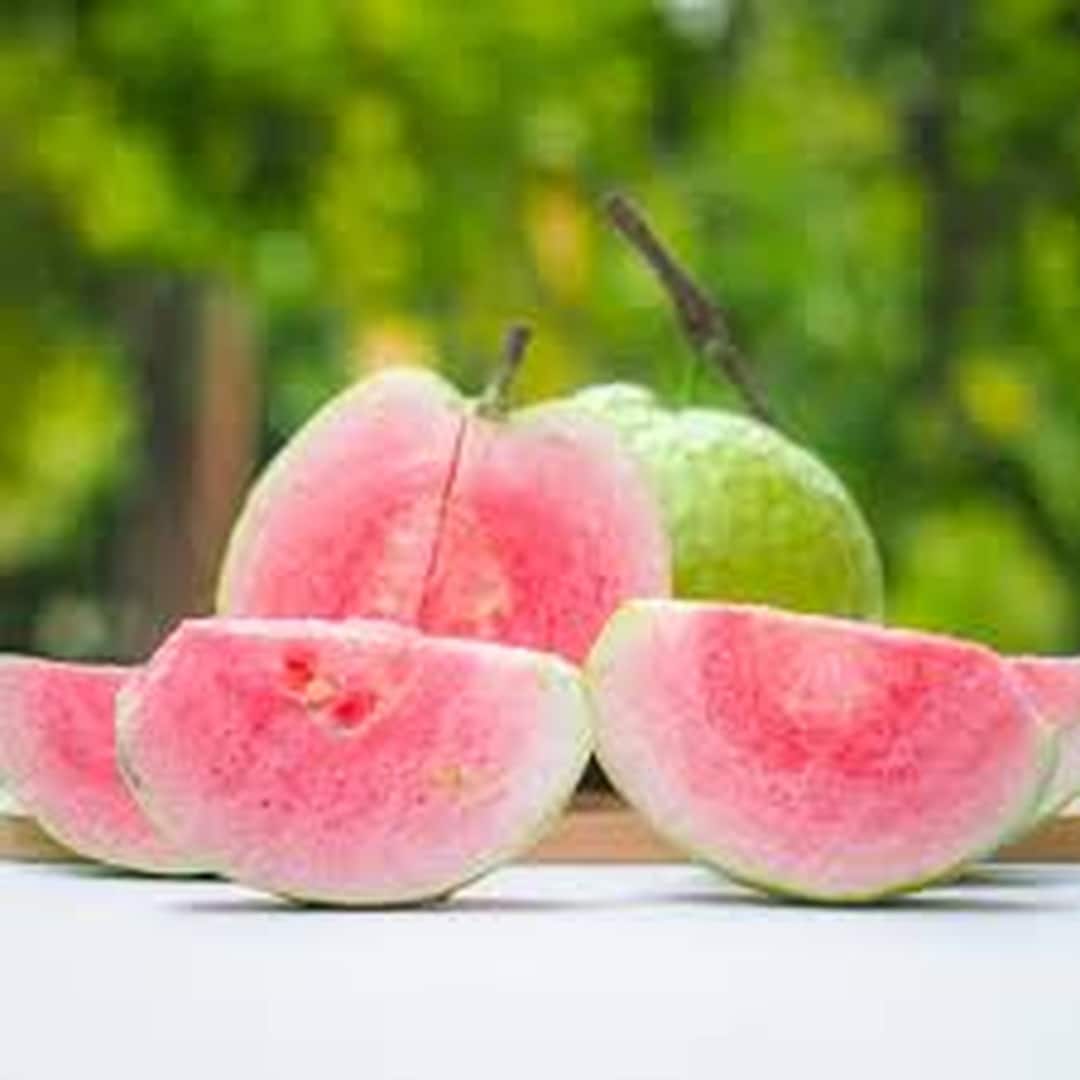 Organic Large Pink Guava Tree – Live Fruit Plant in Half Gallon Pot ...