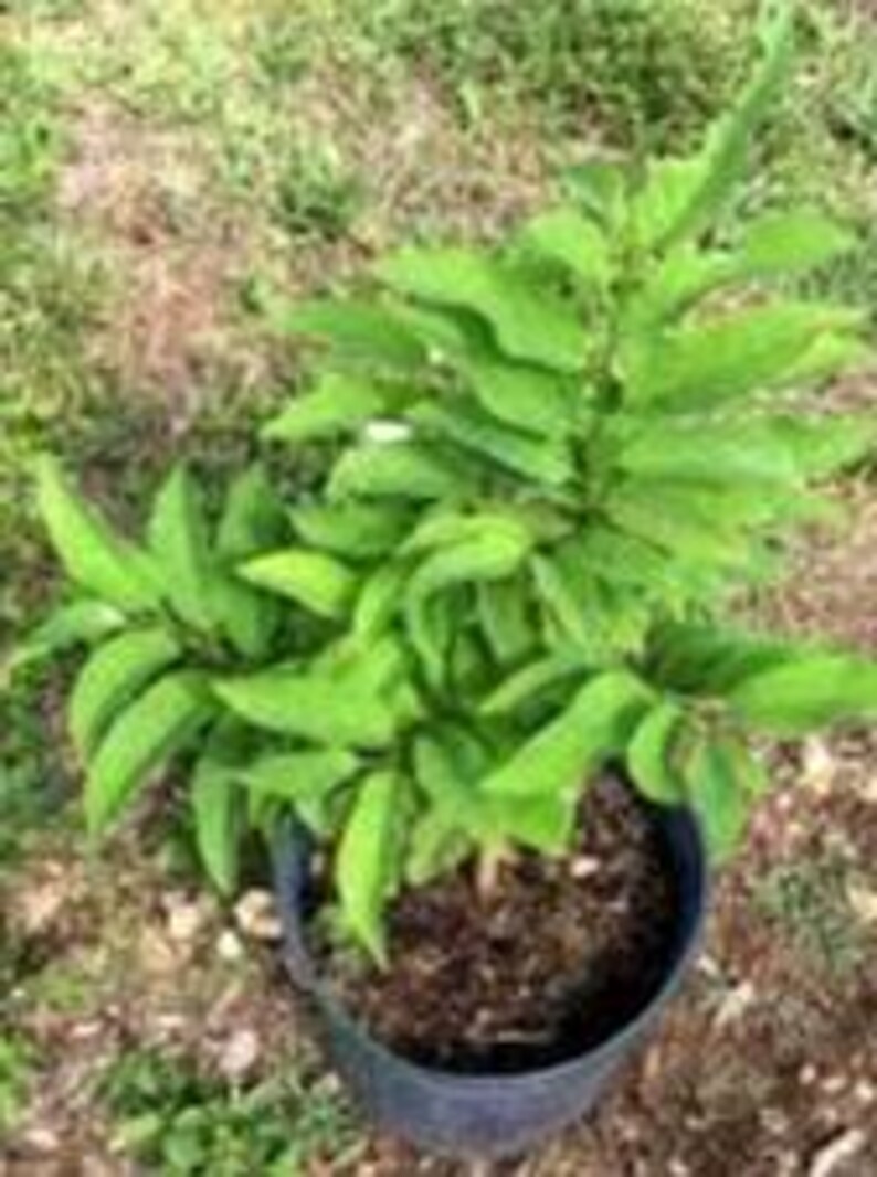 Organic Sugar Apple Plant (sitaphal / Custard Apple,annona Squamosa)-in ...