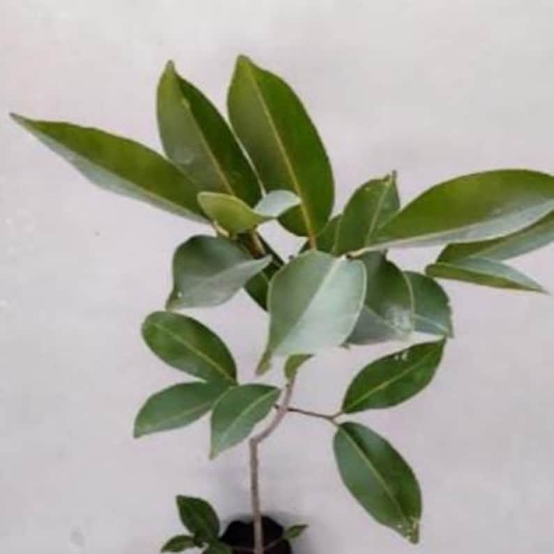 Java Plum (jambolan) | Healthy, Fast-growing Fruit Tree for Your Garden ...