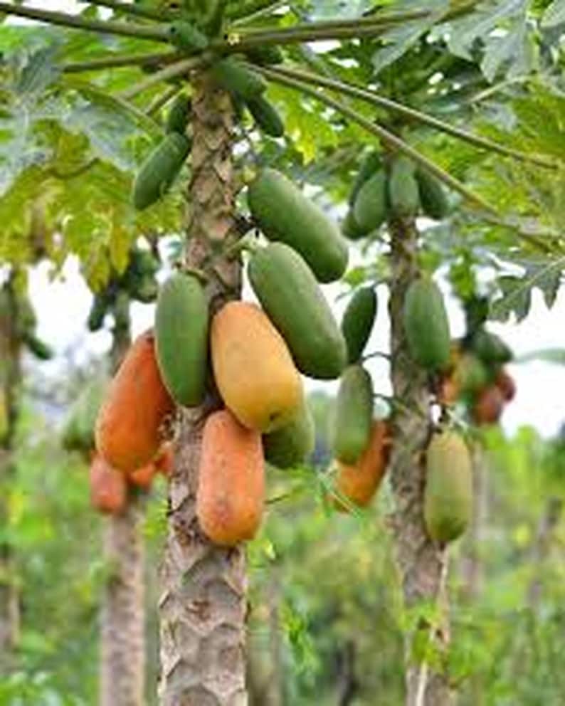 Organic Dwarf Papaya Red Lady – Live Plant 12–18 Inch in One Gallon Pot ...