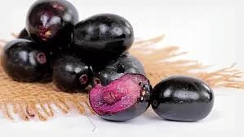 Black Java Plum | Jamun Plant – Live Fruit Tree in Half Gallon - Etsy
