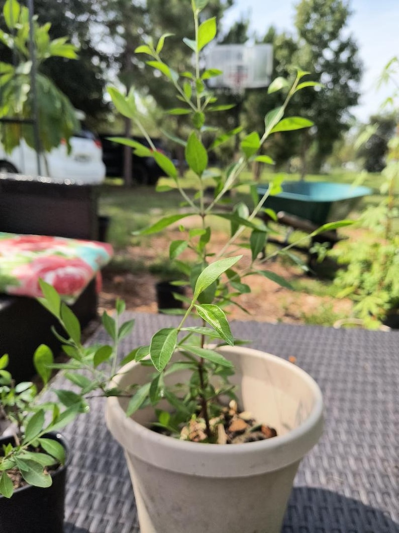 Organic Henna Plant: Live Mehndi Bush in Half Gal Pot - Etsy