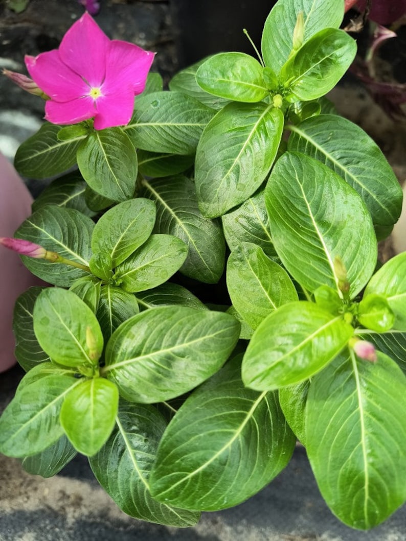 Madagascar Periwinkle | Catharanthus Roseus | Nitya Puspa Live Plant in ...
