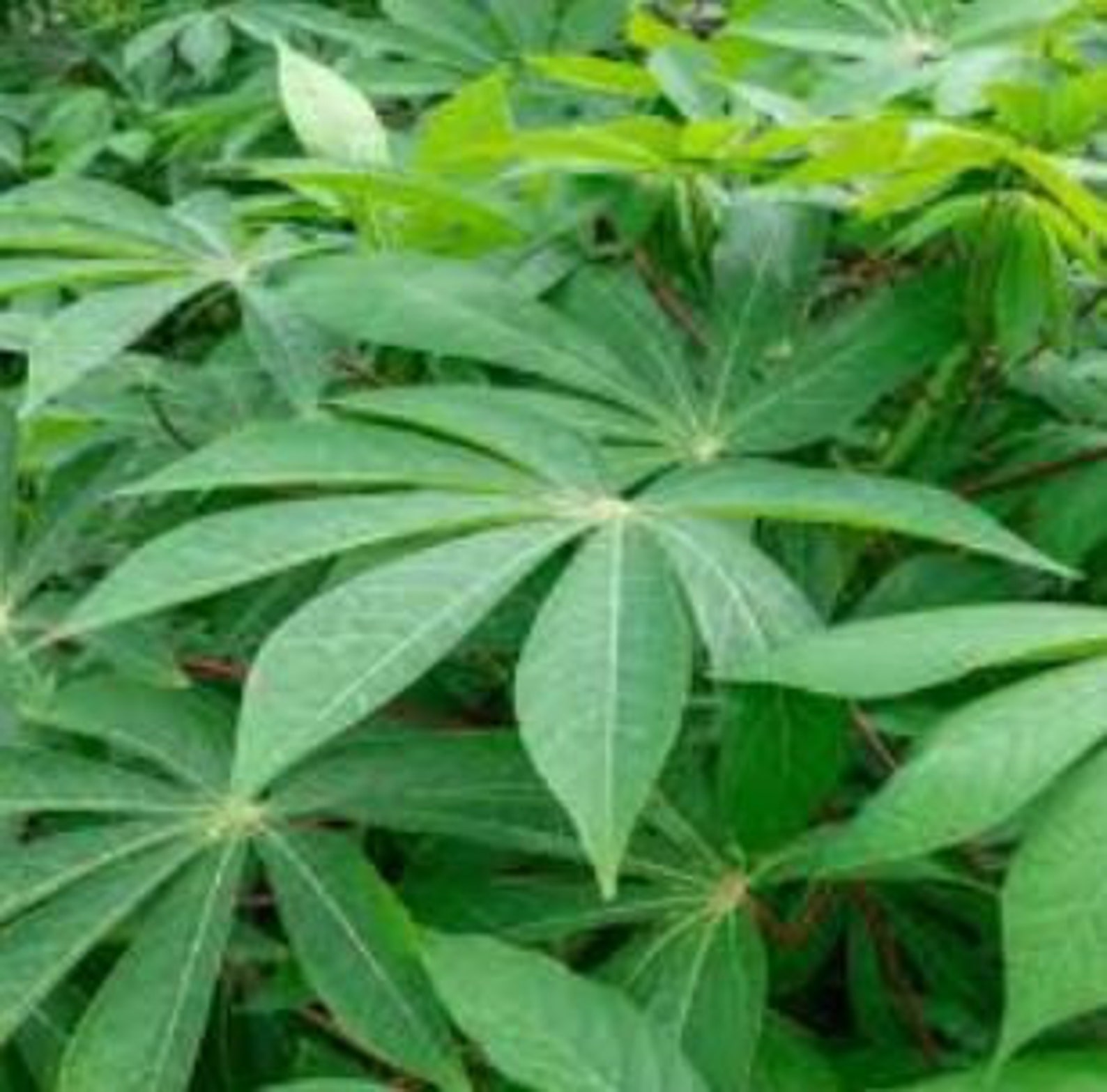 Organic Yellow Cassava Yuca Live Plant in Gal Pot - No Shipping to CA ...