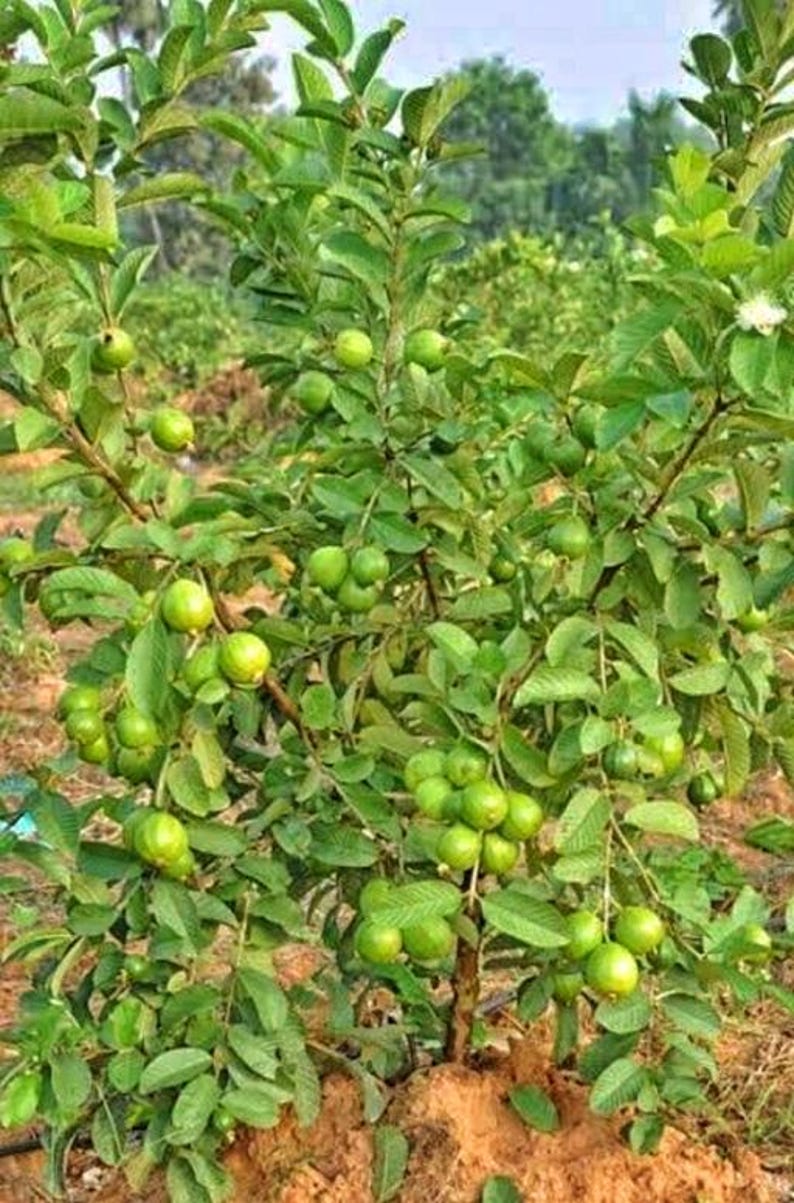 White Guava Tree (half Gallon Pot) – Sweet Tropical Fruit Plant, Live ...