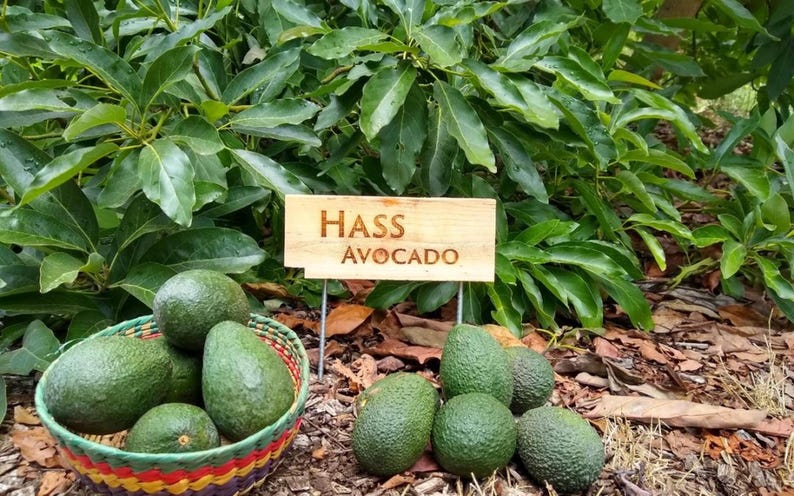 Organic Hass Avocado Live Plant – Half Gallon Pot - Etsy
