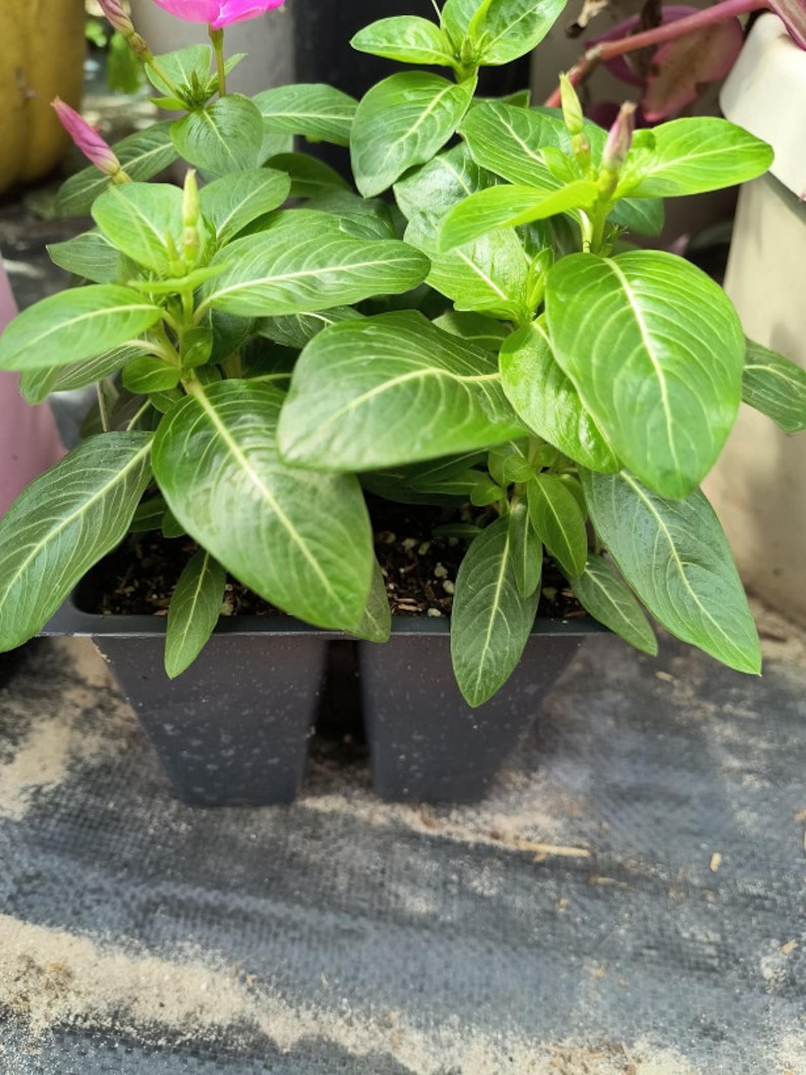Madagascar Periwinkle | Catharanthus Roseus | Nitya Puspa Live Plant in ...