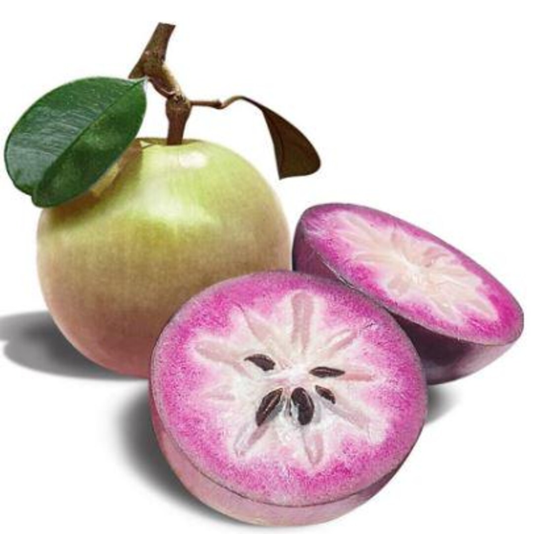 Large Star Apple Tree in One Gal Pot - No Shipping to CA AZ TX - Etsy