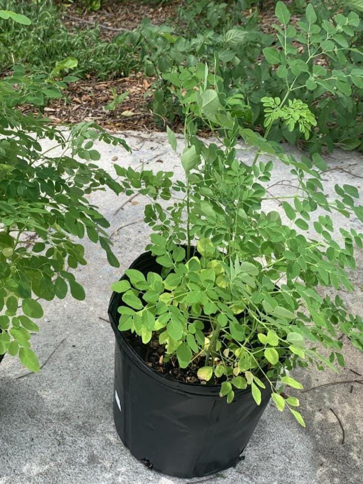 Organic Dwarf Moringa Plant: Live Superfood Tree in One Gallon Pot - Etsy
