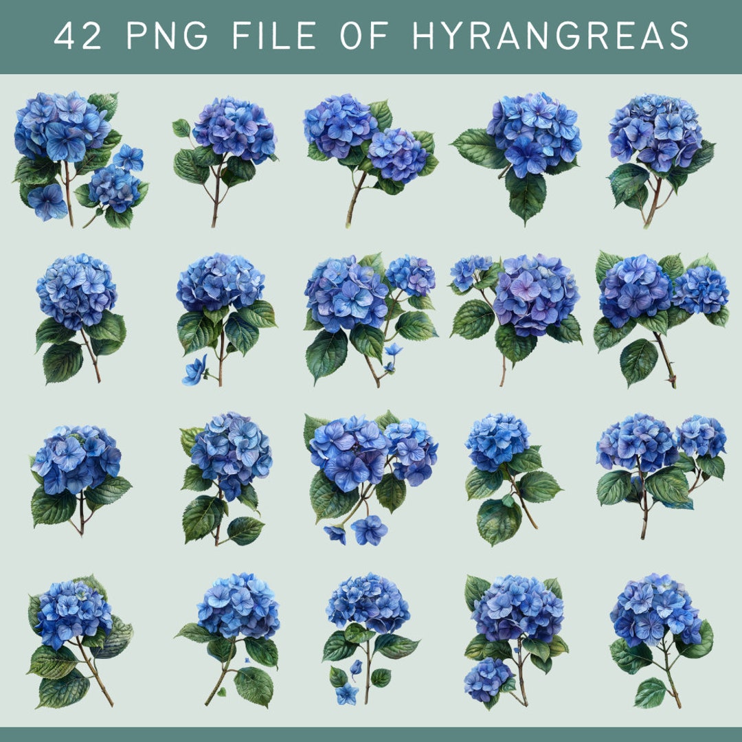 High-resolution Digital Hydrangeas Clipart Hydrangeas Illustrations ...