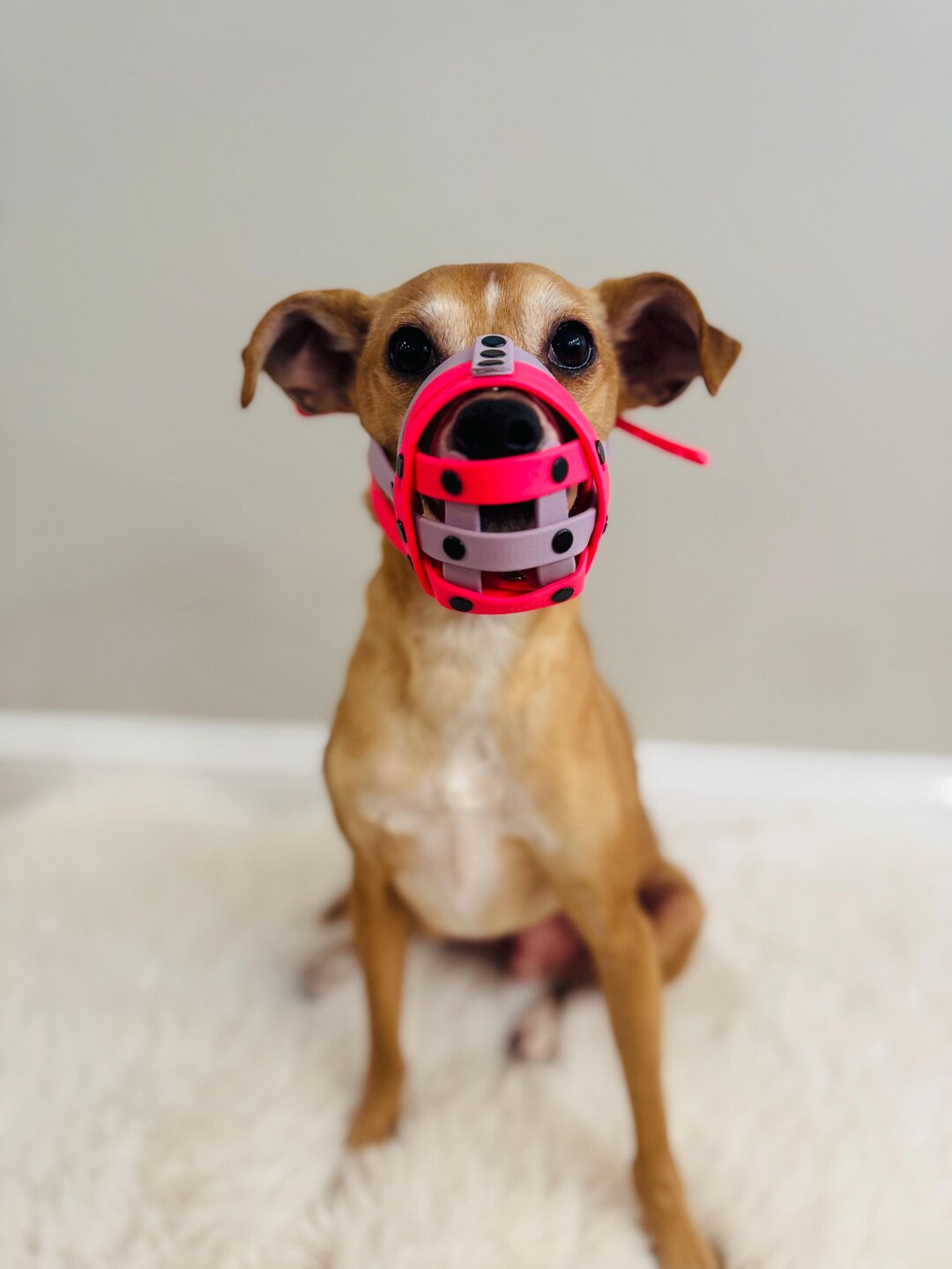 Custom Biothane Dog Muzzle – Handmade, Lightweight, No Forehead Strap ...