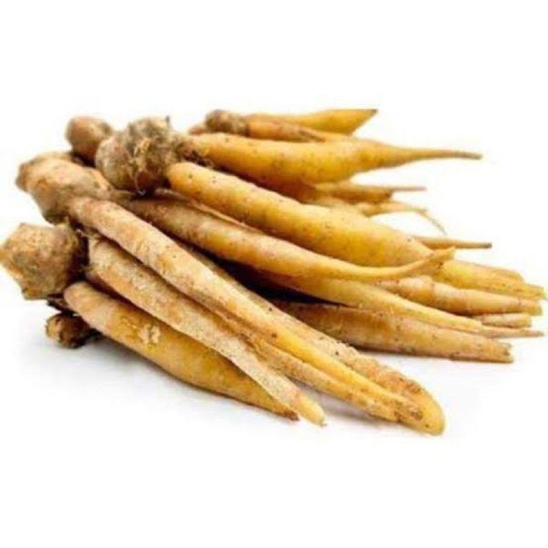 Boesenbergia Rotunda Chinese Keys Fingerroot Lesser - Etsy