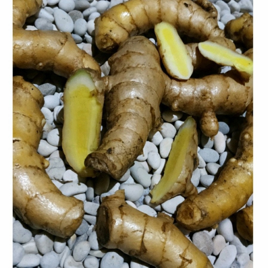 Curcuma Heyneana - Etsy