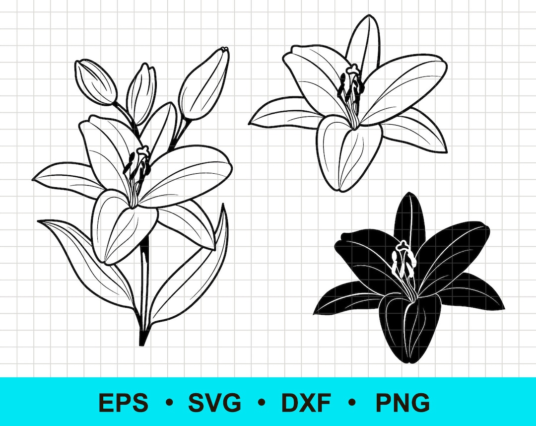 Lily Svg, Lily Flower Svg, Png, Dxf, Eps. Lily Flower Silhouette ...