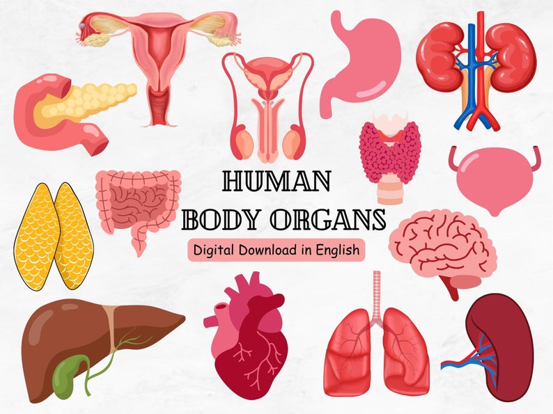 Human Body Organs. Biology Posters, Educational Science Wall Art ...