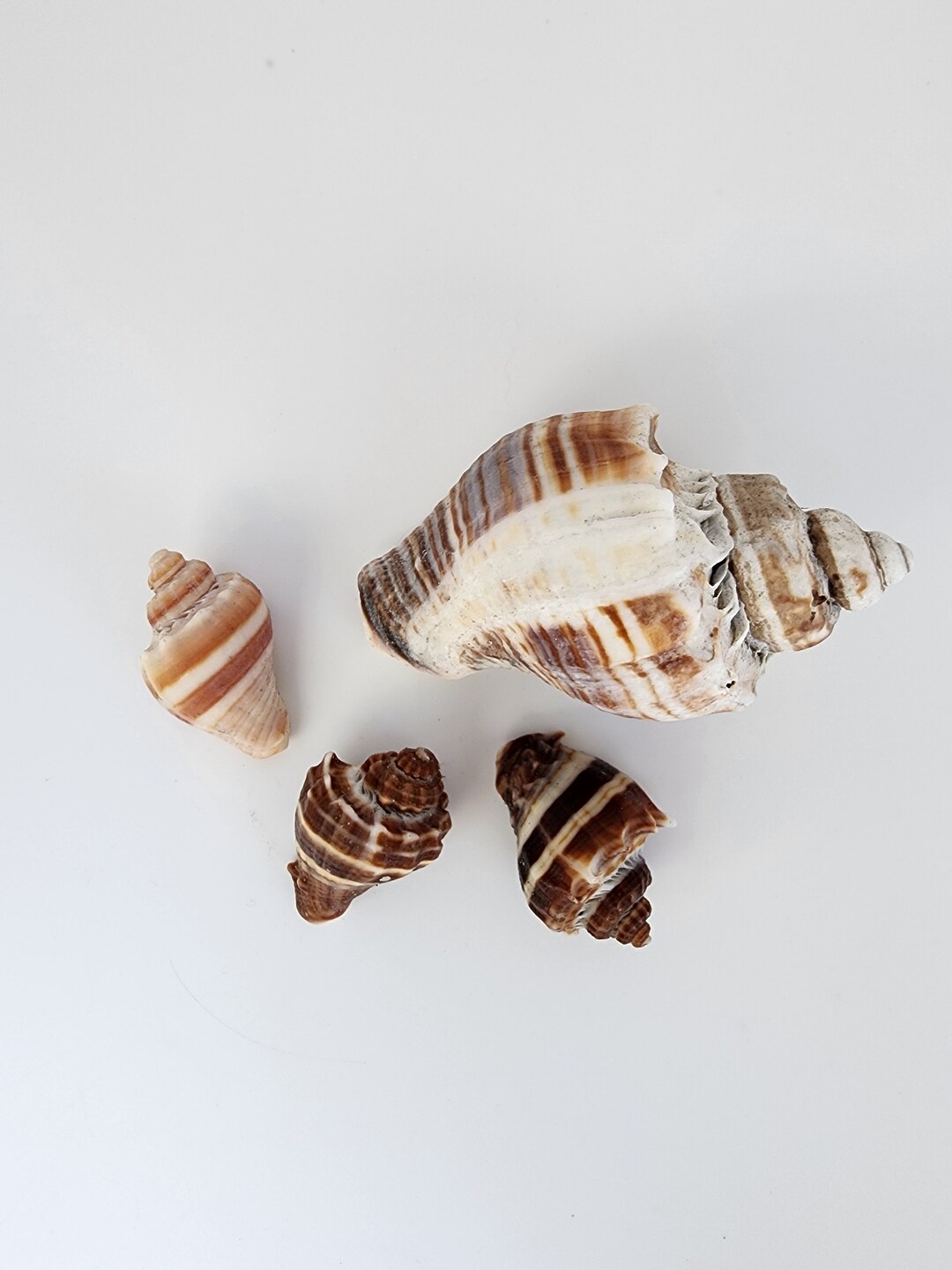 King's Crown Shells (5) From Southwest Florida, Sanibel, Captiva, Marco ...