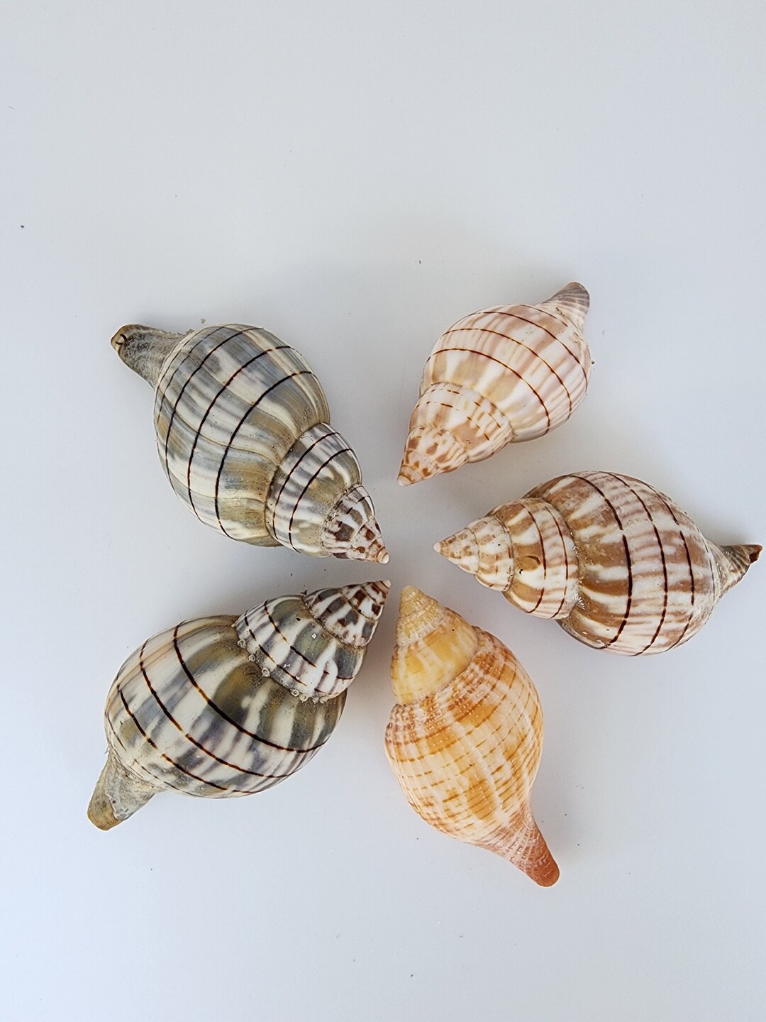 12 Banded Tulip Shells Hand Picked From SWFL , Sanibel, Captiva, Marco ...