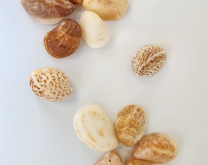 Slipper Shells (25) From Southwest Florida, Sanibel, Captiva, Marco ...
