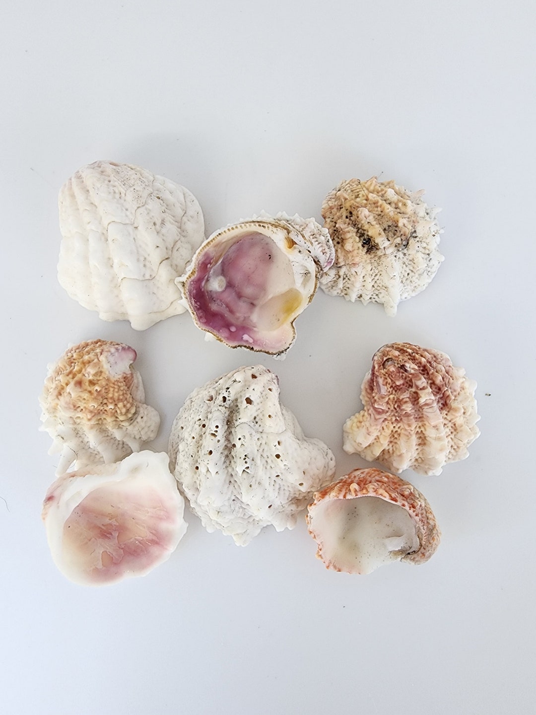 Spiny Jewel Box Shells (25) From Southwest Florida, Sanibel, Marco ...